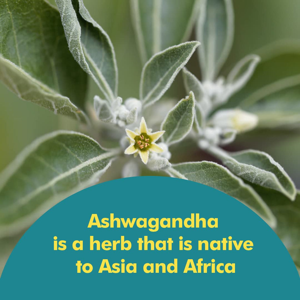 premium quality ashwagandha KSM-66