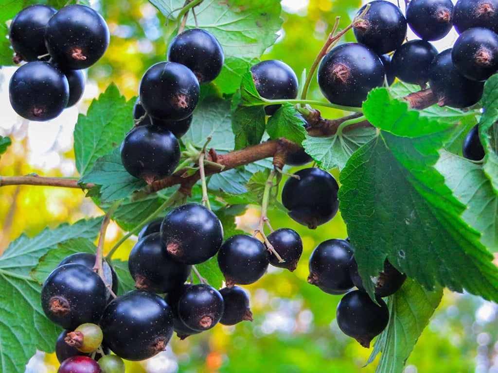 premium quality black currant superfood