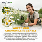 premium quality chamomile tea bags