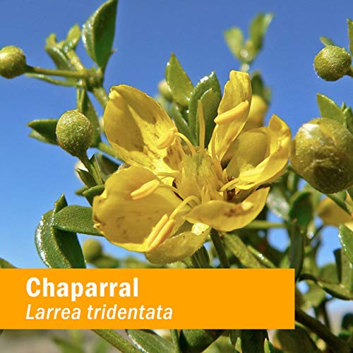 premium quality chaparral extract