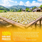 premium quality dandelion tea alternative