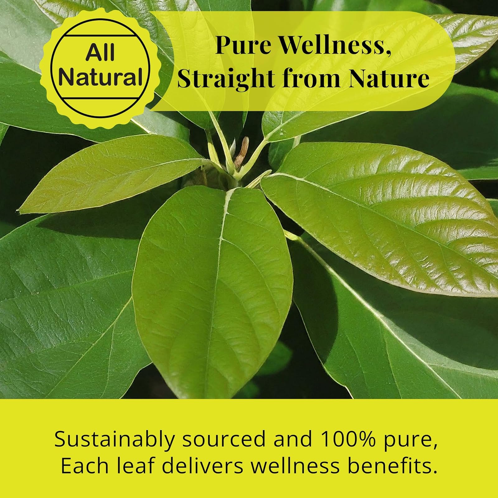 premium quality dried avocado leaves
