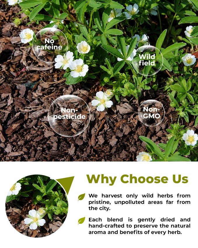 premium quality dried cinquefoil root