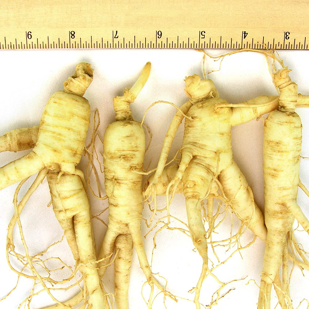premium quality ginseng for wellness