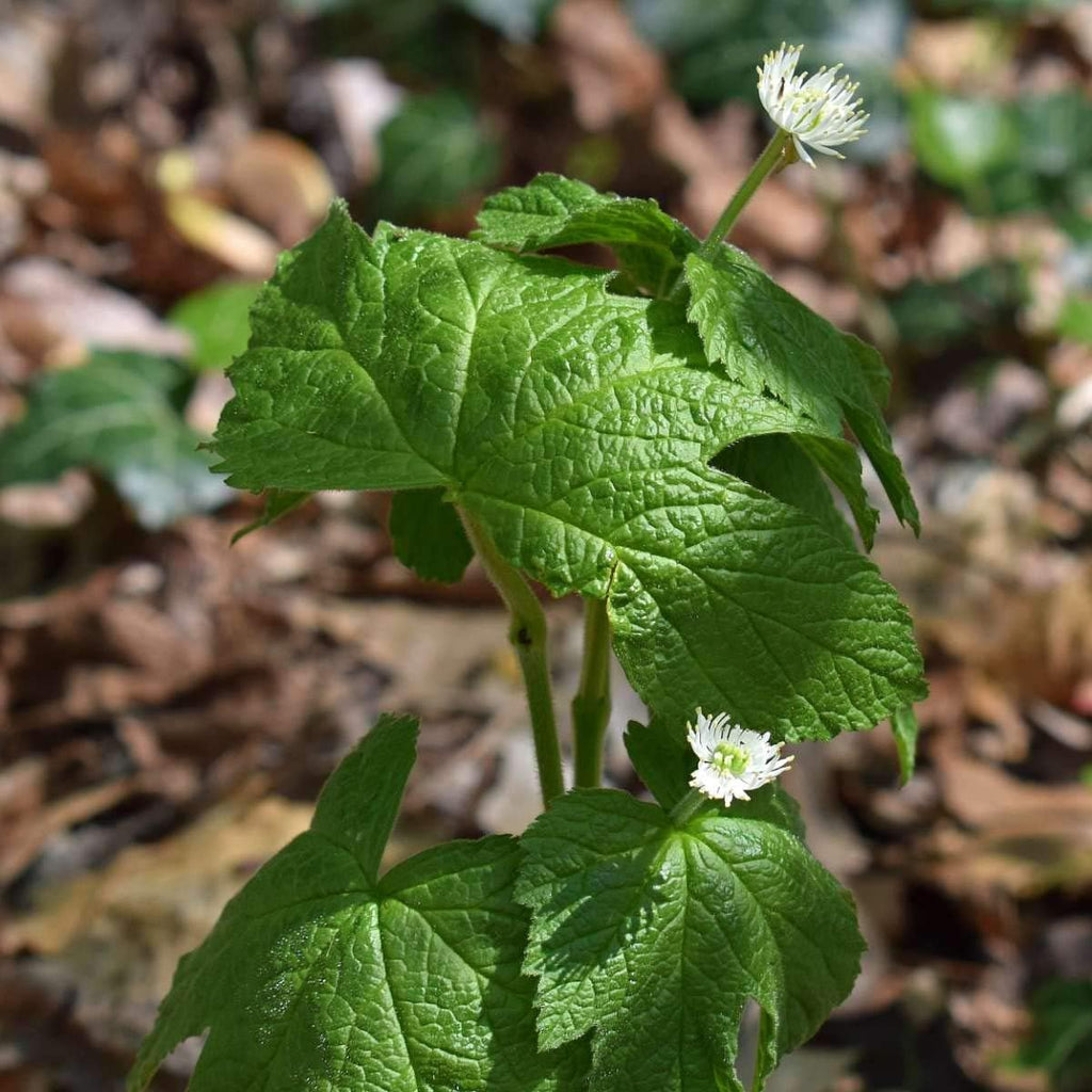 premium quality goldenseal root