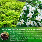 premium quality green tea bags