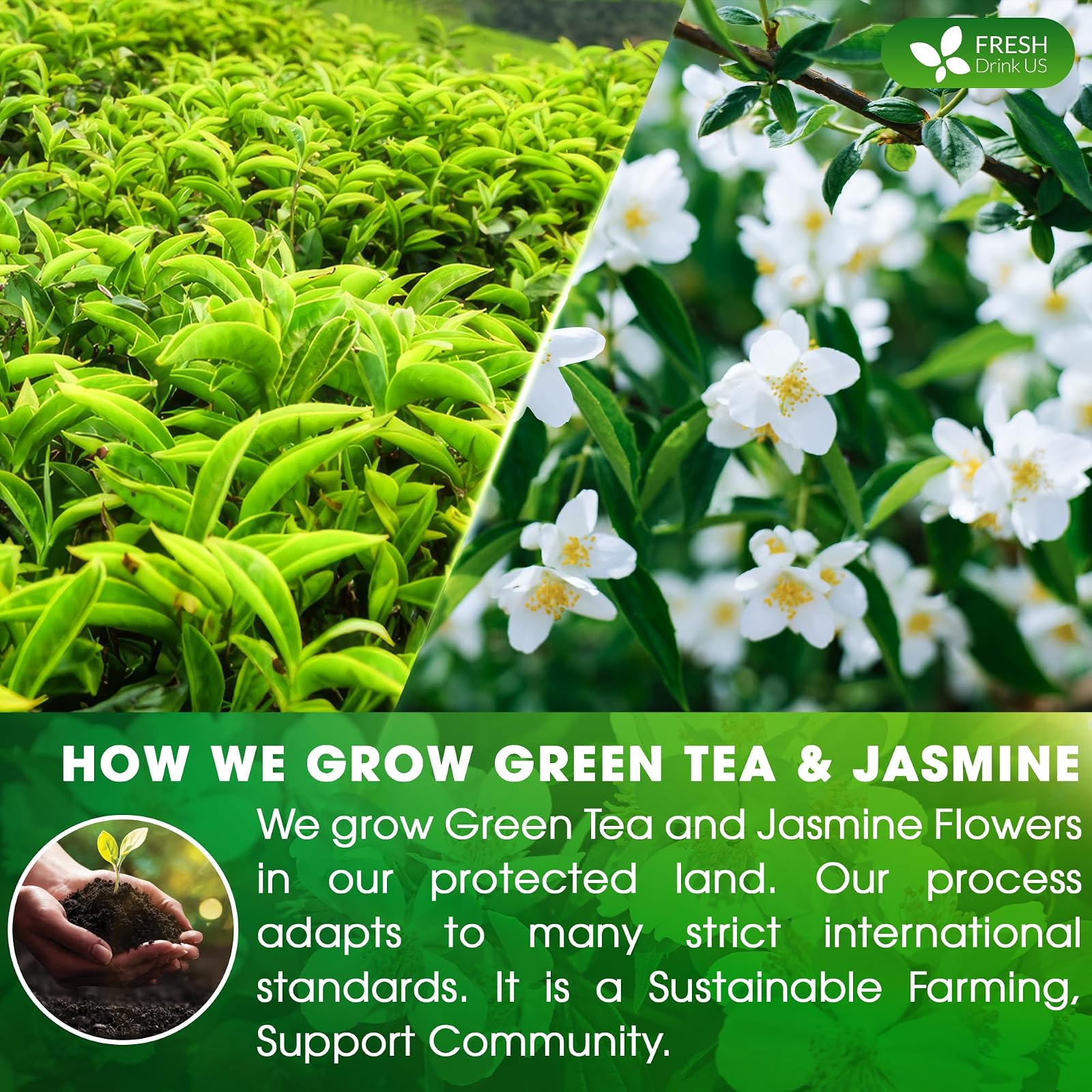 premium quality green tea bags