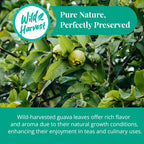 premium quality guava leaves for tea