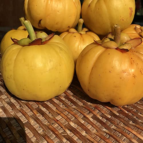 premium quality herbal ingredient