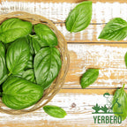 premium quality herbal tea selection