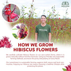 premium quality hibiscus tea bags