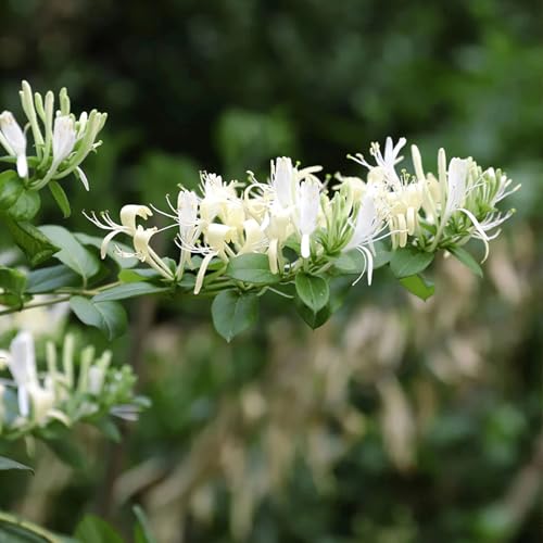 premium quality honeysuckle buds
