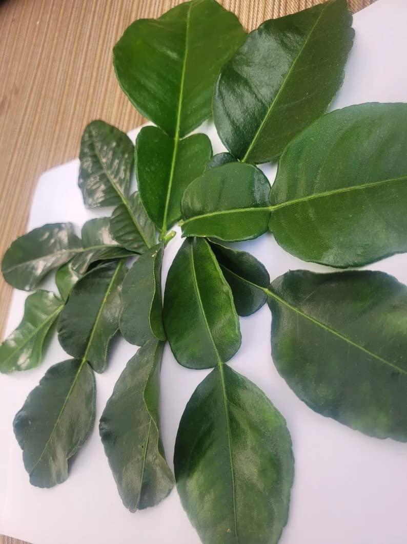 premium quality kaffir lime leaves