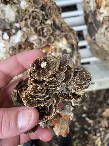 premium quality lion's mane extract