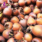Premium quality loquat leaves tea