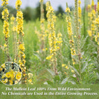 premium quality Mullein Leaf tea