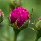 premium quality rose tea