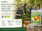 premium quality soursop tea bags
