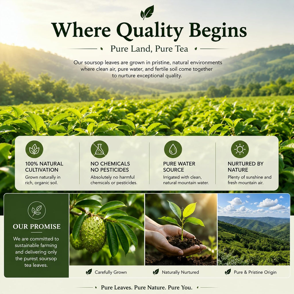 premium quality soursop tea