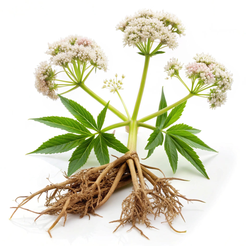 premium quality valerian root powder