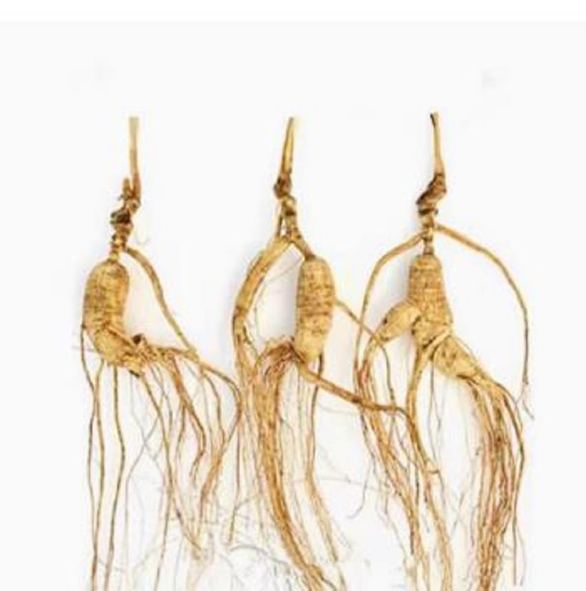 premium quality wild ginseng root