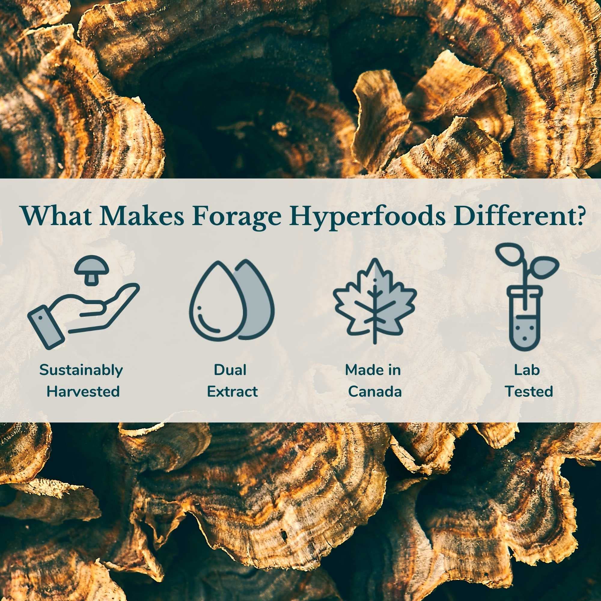 premium quality wild mushrooms extract