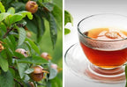 premium quality yerbero tea