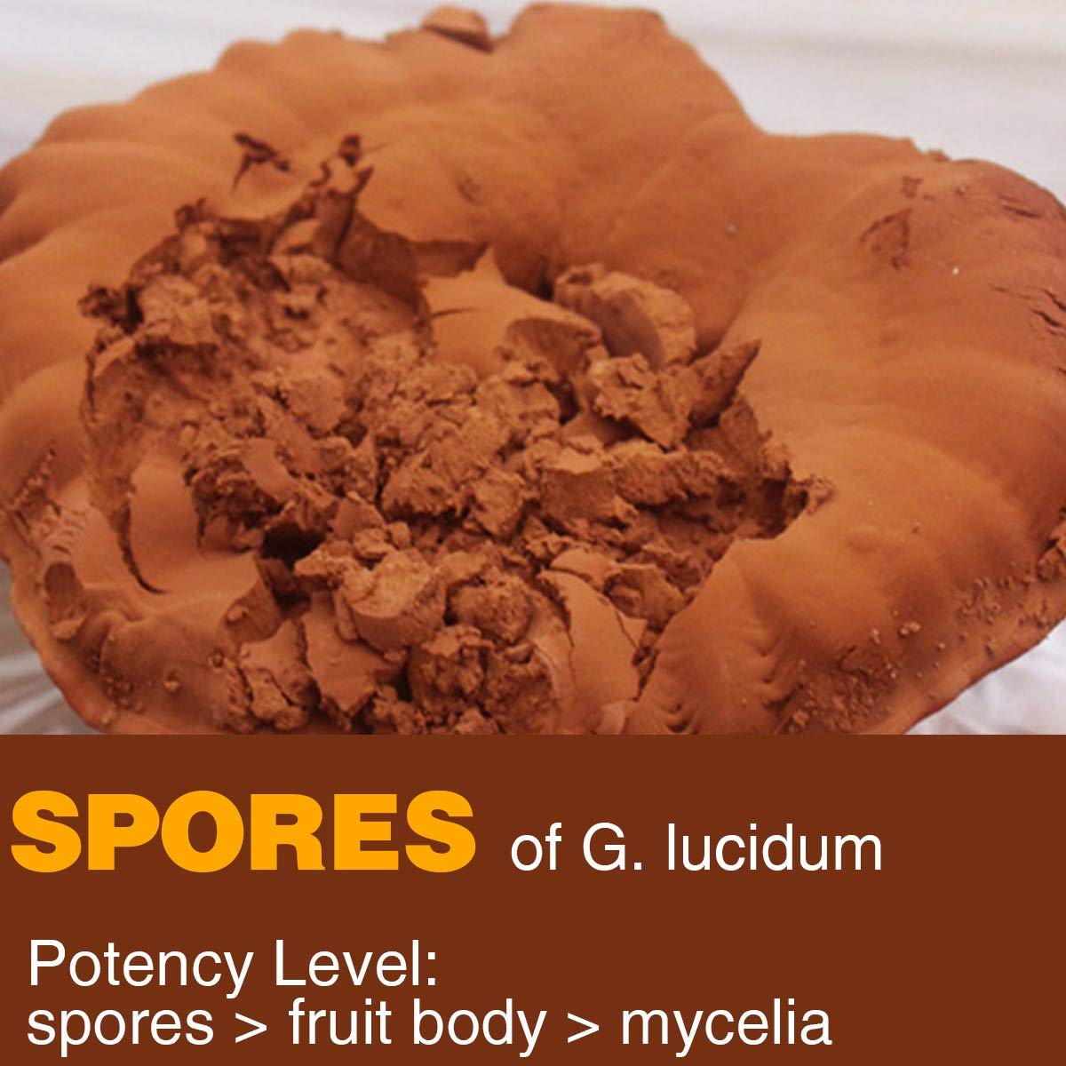premium red reishi powder for wellness