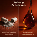 premium reishi extract for relaxation