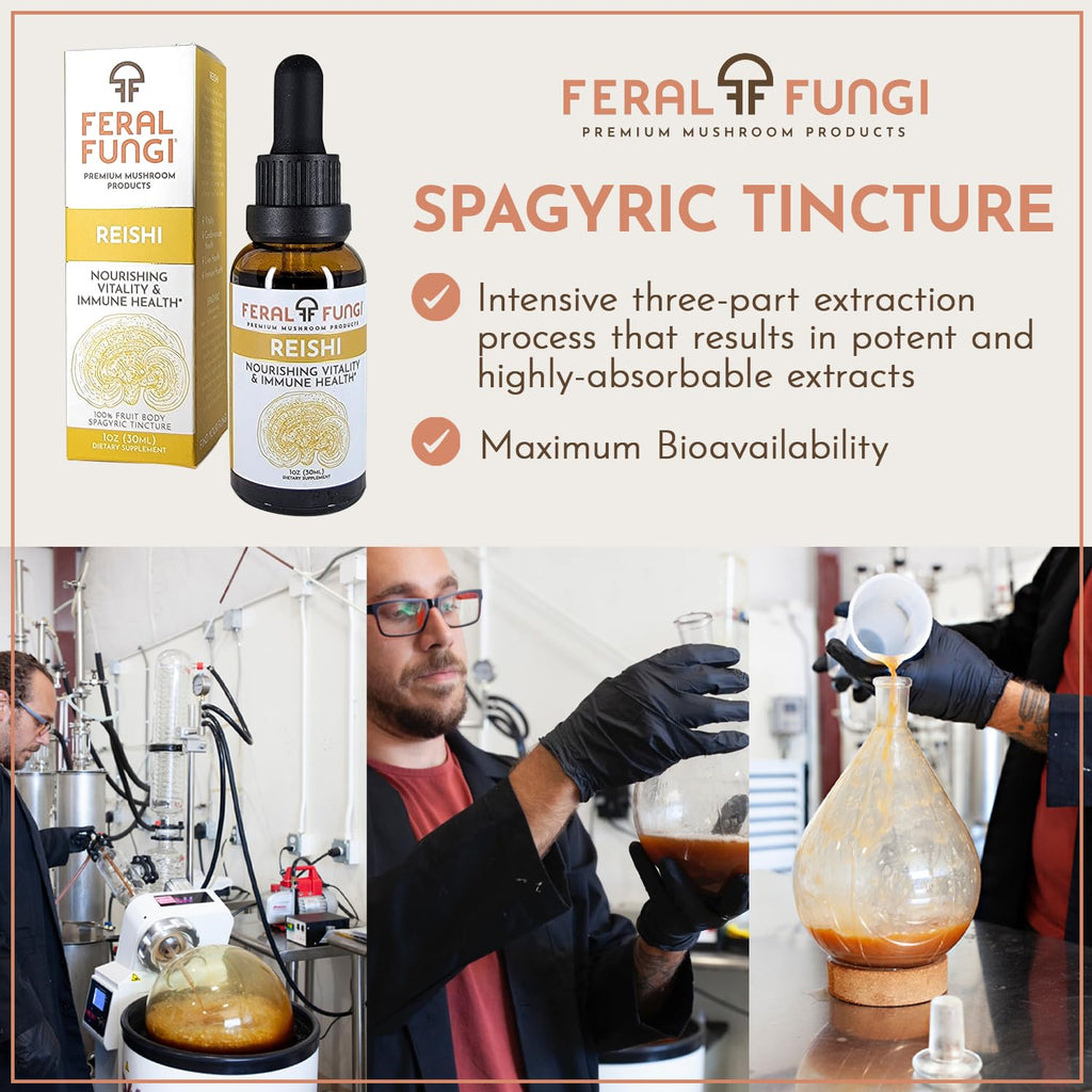 premium reishi tincture for focus