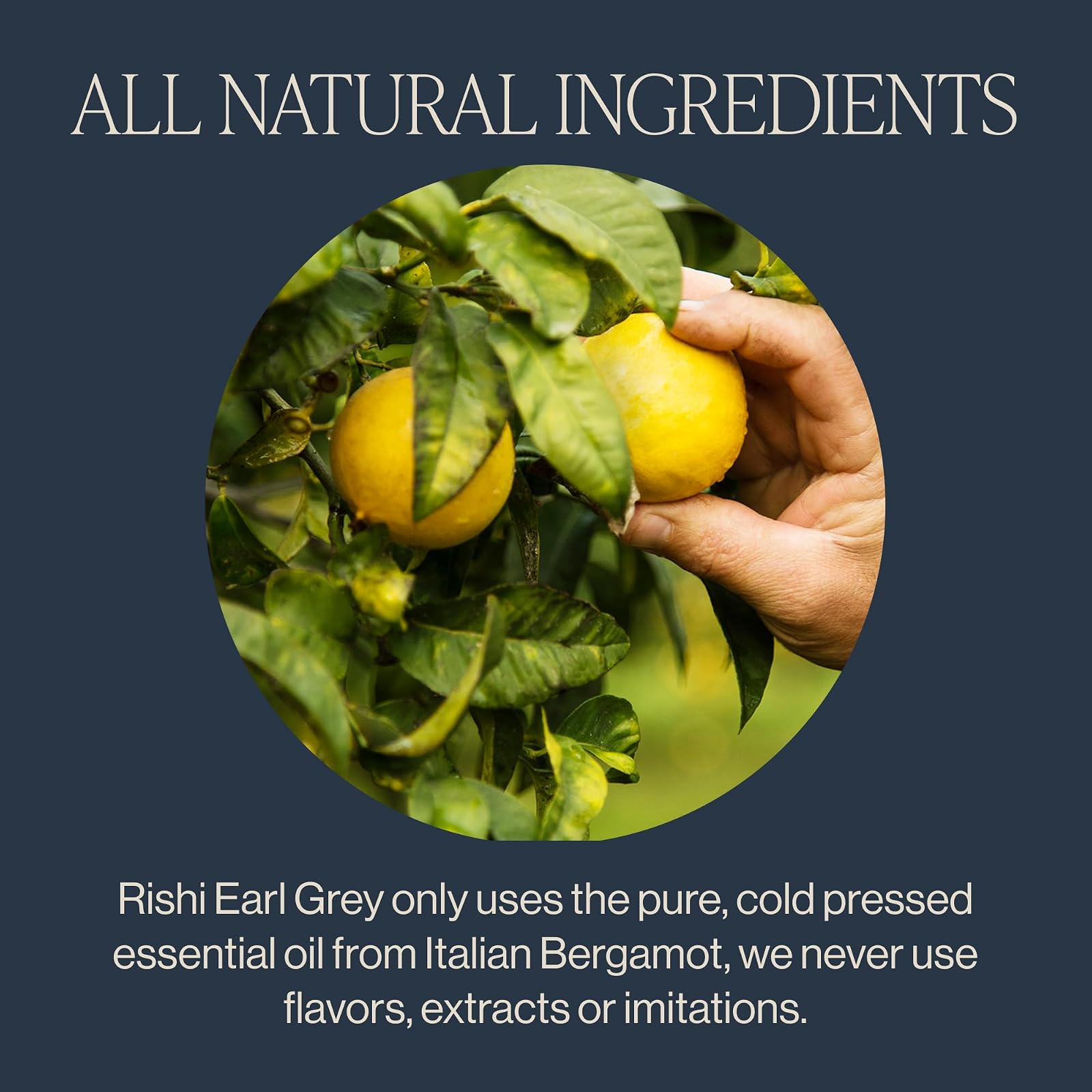 premium Rishi Tea selection