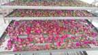 premium rose buds for wellness
