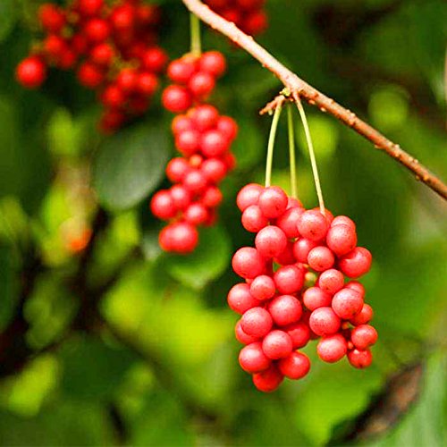 premium Schisandra berry infusion