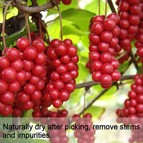 premium Schisandra berry tea benefits