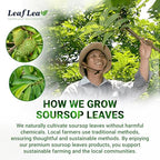 premium soursop leaf tea bags
