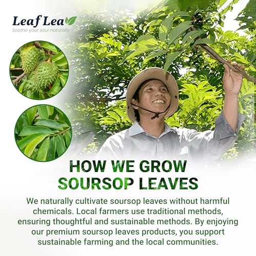 premium soursop leaf tea bags