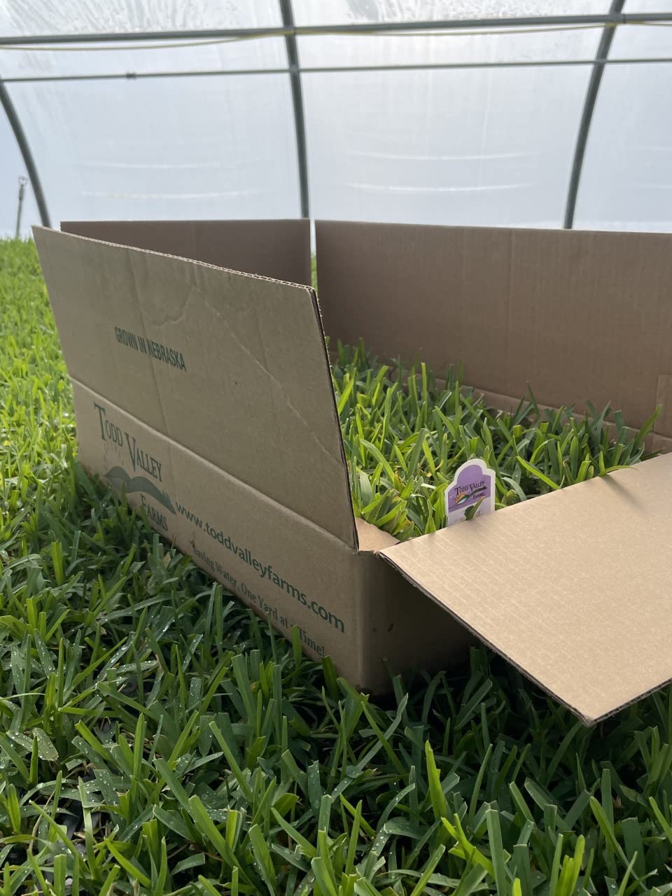 Premium St. Augustine grass plugs for gardens