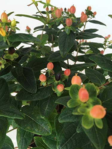 premium st. john's wort extract