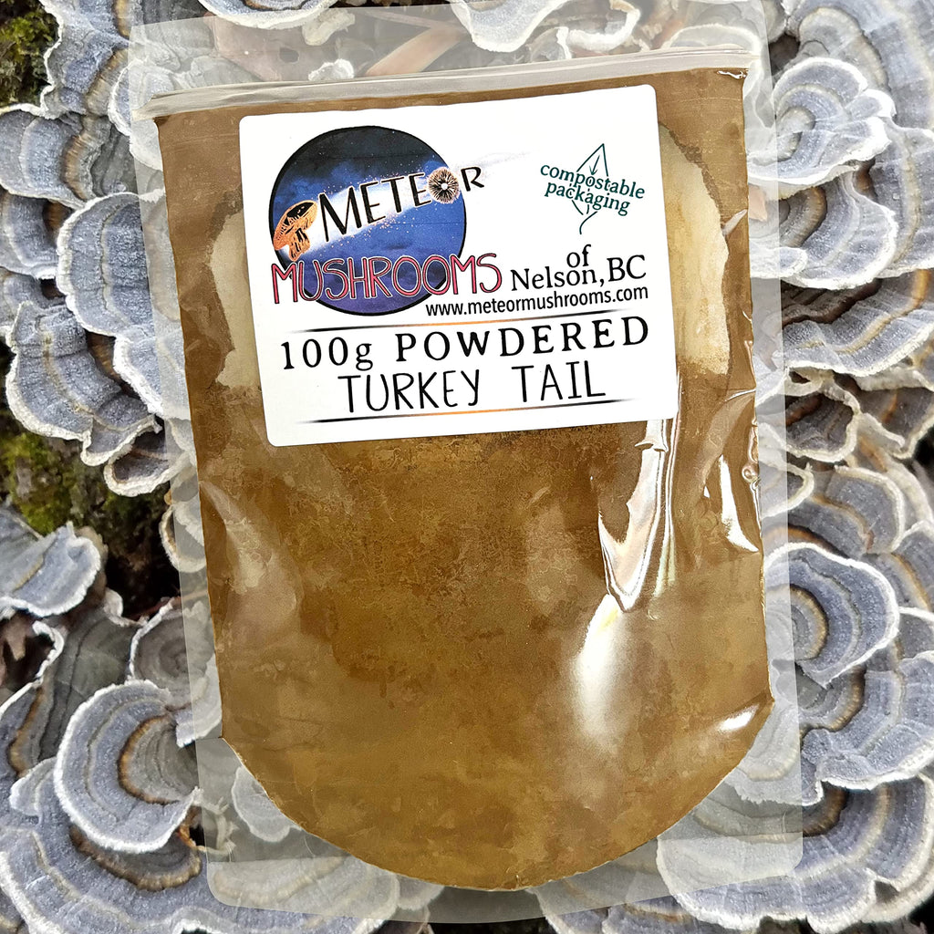 premium turkey tail mushroom powder