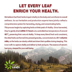 premium Uva Ursi tea bags online