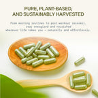 premium wheatgrass for overall wellness