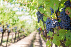 premium wine grape seeds benefits