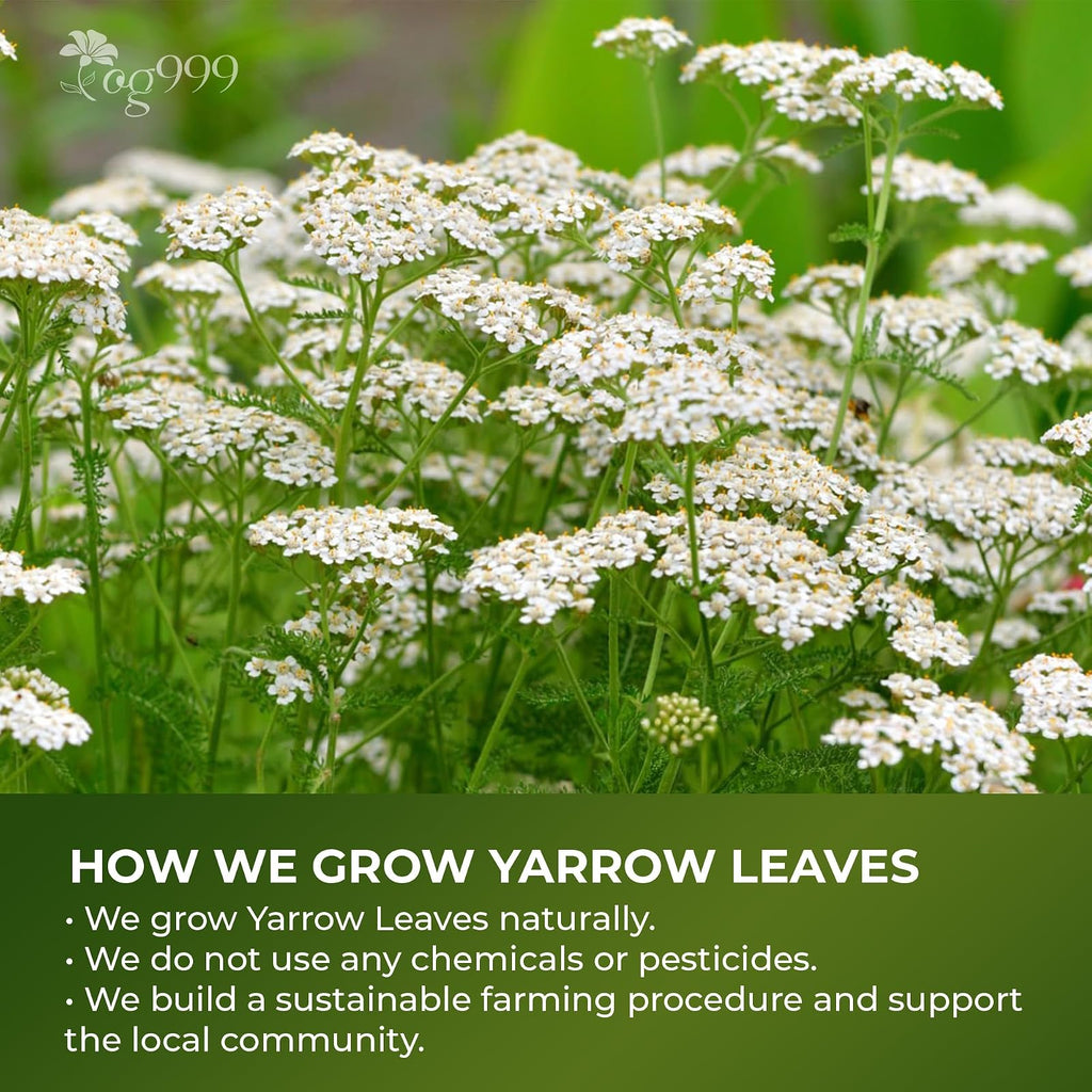 premium yarrow tea bags for herbal infusion