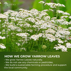 premium yarrow tea bags for herbal infusion
