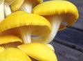 premium yellow oyster mushroom culture
