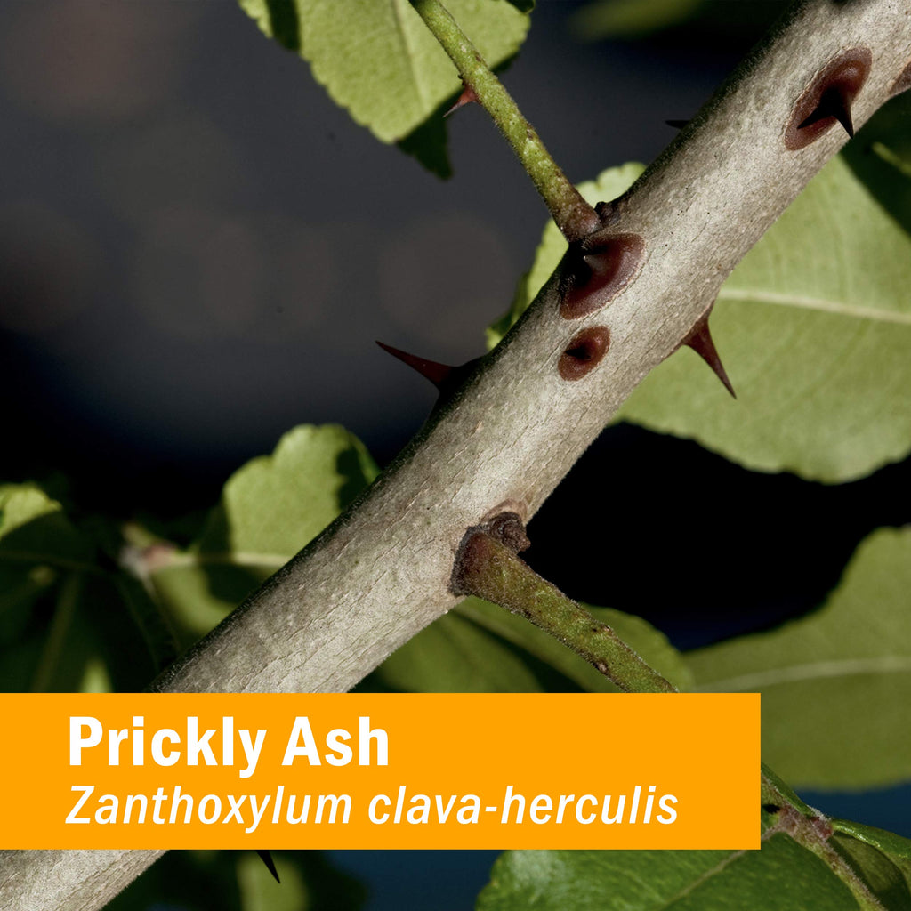 prickly ash extract for wellness