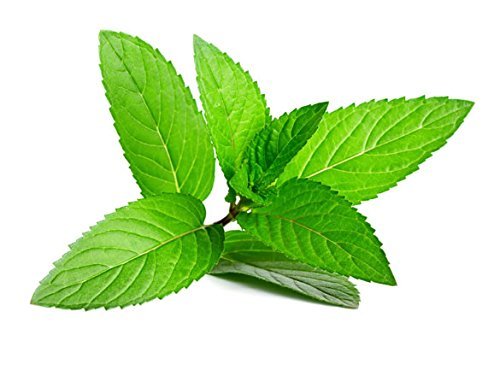 Pro Phenol 1 month supply benefits