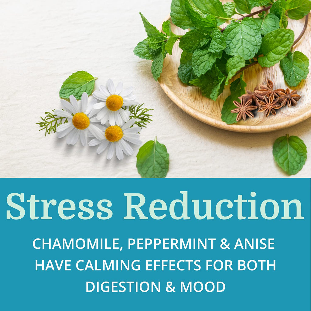 probiotic digestive enzymes for wellness