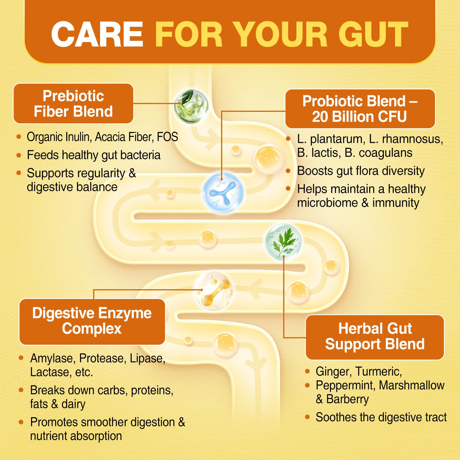 probiotics and enzymes for better digestion