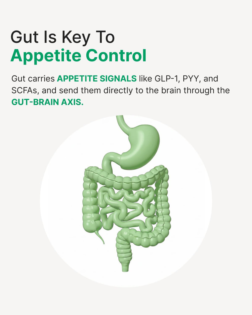 probiotics for digestive health support